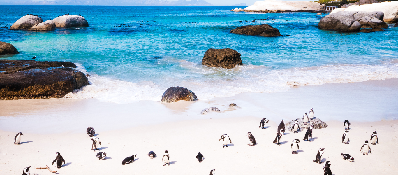 What to Do in Cape Town in Spring - b4i.travel